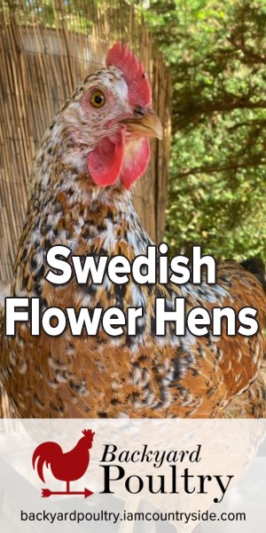 Swedish Flower Hen - Breed Profile - Backyard Poultry